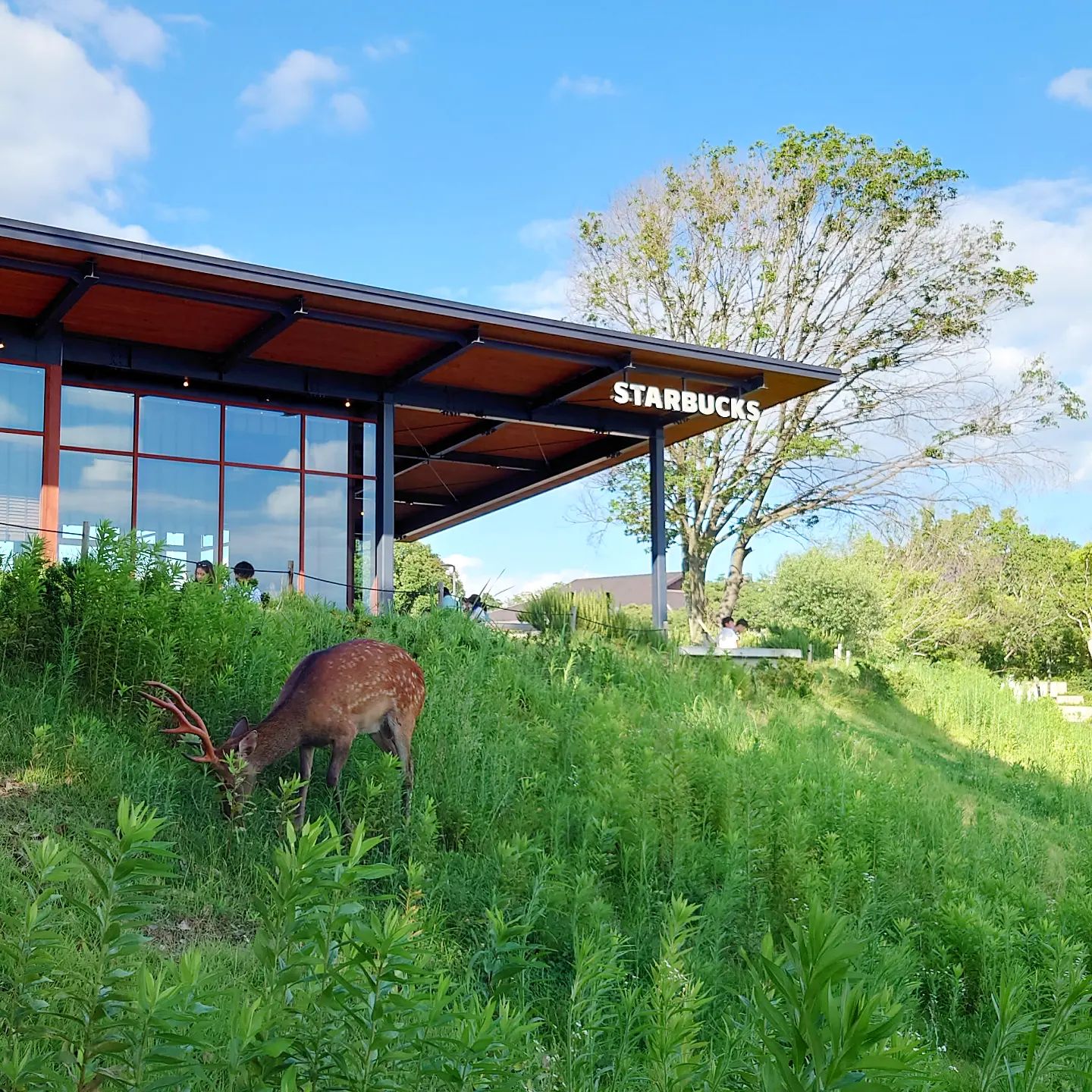 [일본 스타벅스] 나라 코노이케 운동공원 – 루워커(luwalker)